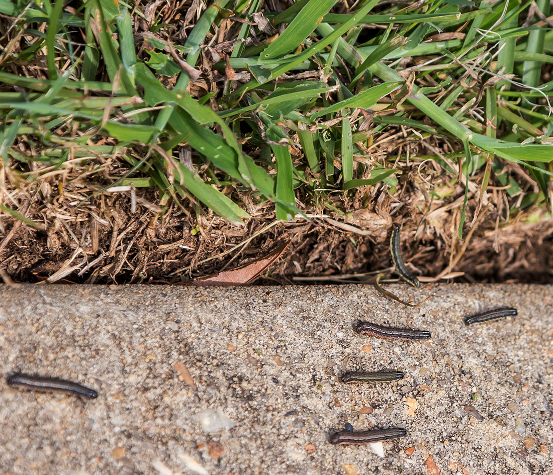Armyworm Treatment in Wichita - Reddi Lawn Care