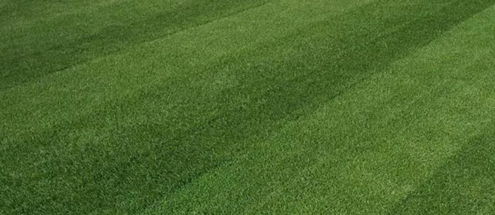 Tips for Planting Grass in the Fall - Reddi Lawn Maintenance